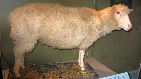 ¿Recuerdan a la extraordinaria oveja Dolly? Hoy hace 20 años que nos dejó