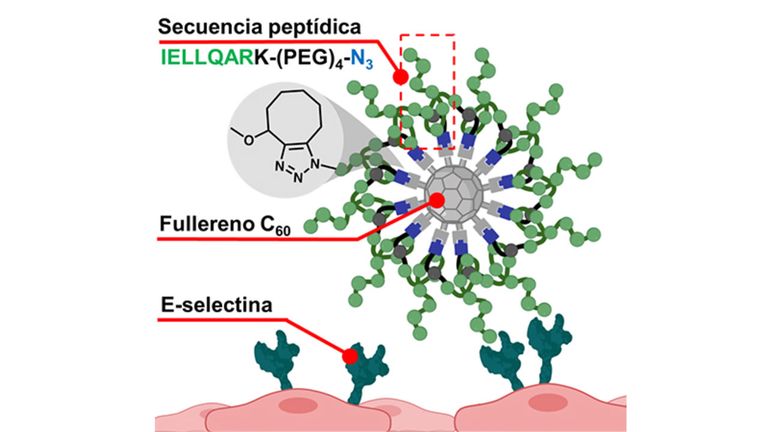 Un nuevo compuesto gallego es capaz de reconocer receptores celulares ...