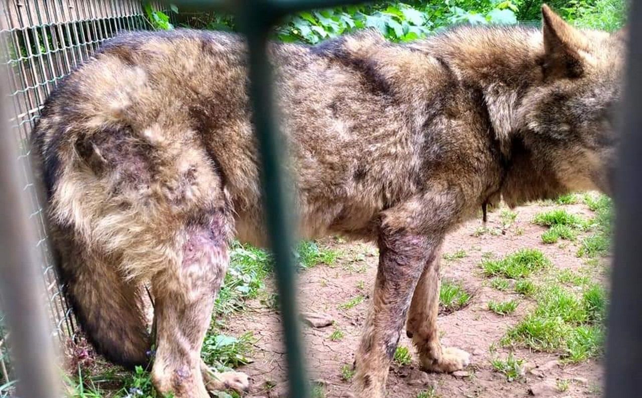 Investigan la muerte de un lobo en un centro de cautividad de Asturias