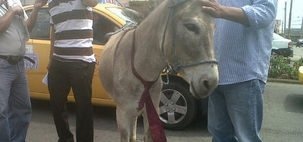 Intentan inscribir a un burro como candidato a las elecciones de la ...