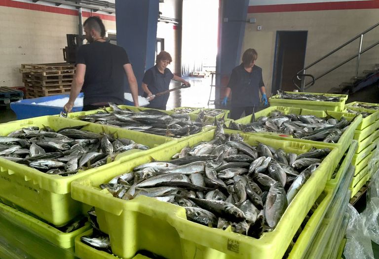 El jurel se convierte en el principal activo de las lonjas barbanzanas