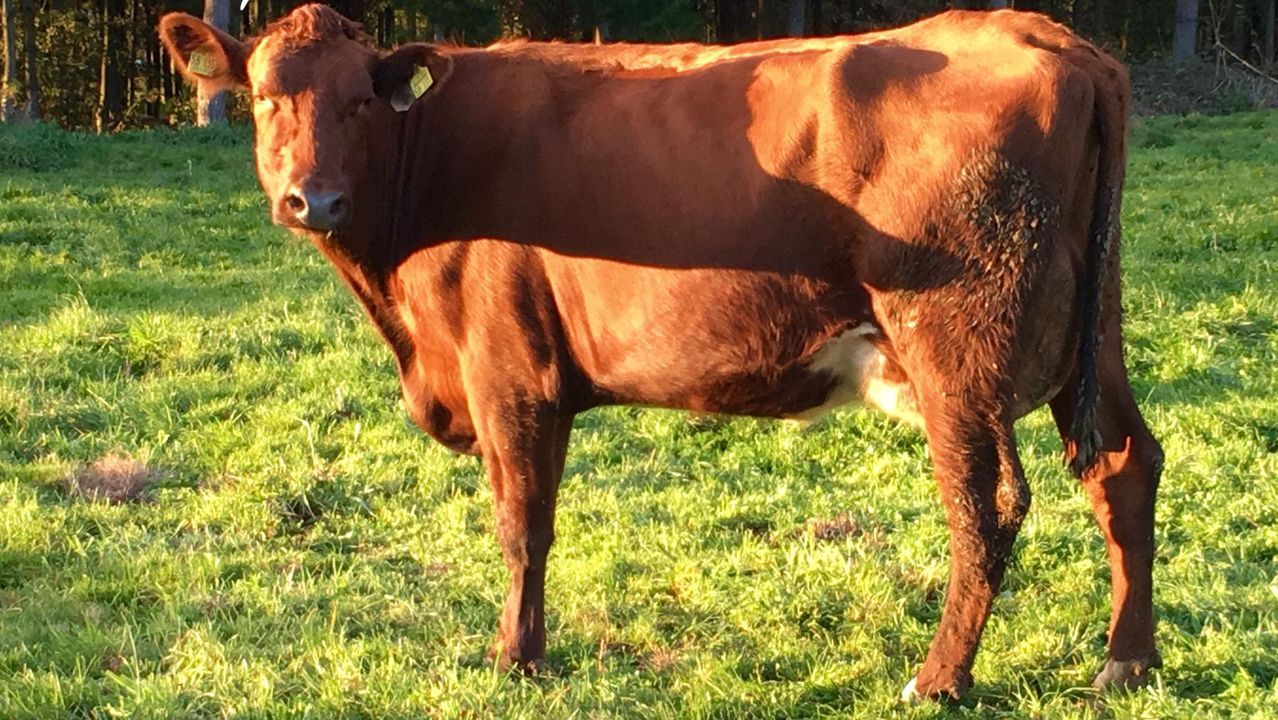 Hay rentabilidad más allá de la frisona