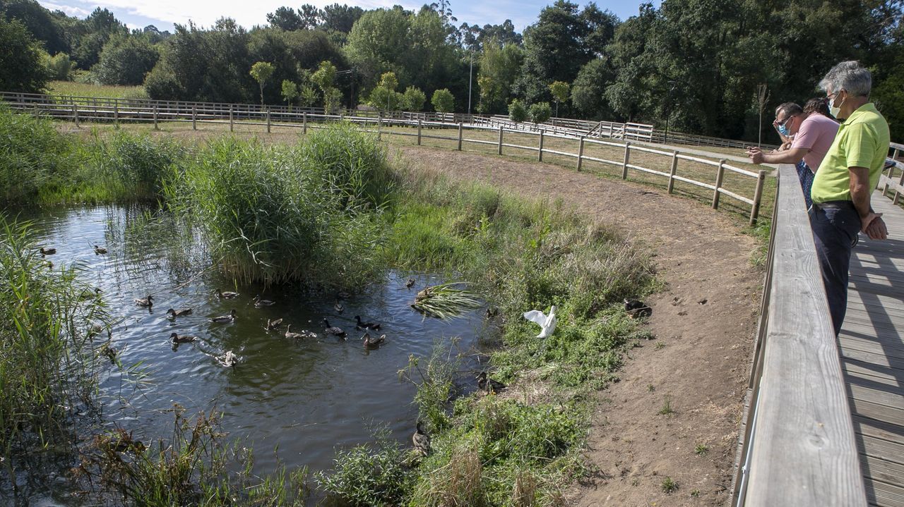 El «ladrón» de patos del río Breiro era en realidad un raposo