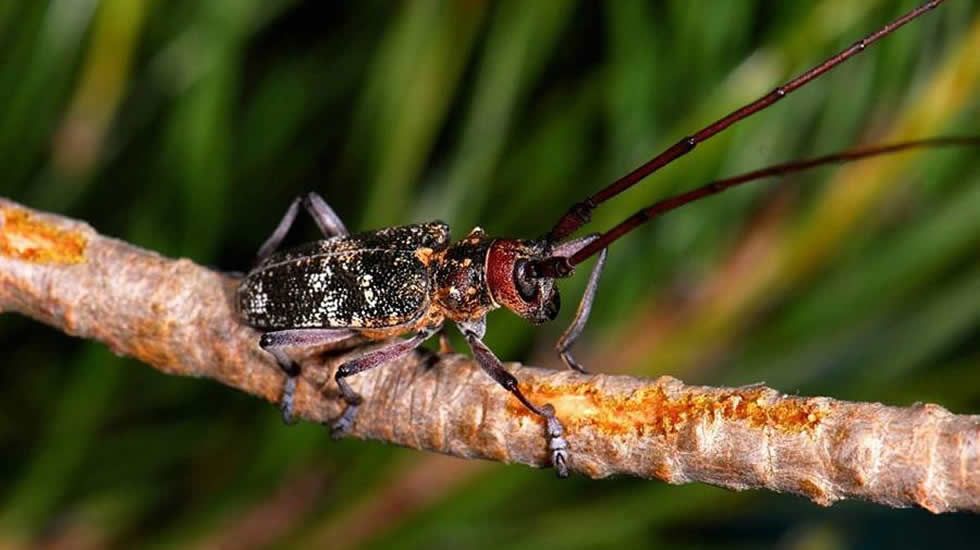 Galicia refuerza su acción para eliminar ocho plagas asentadas desde ...