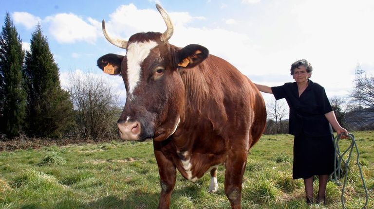 Milagros Becerra, la mujer que cría las vacas más gordas de toda España
