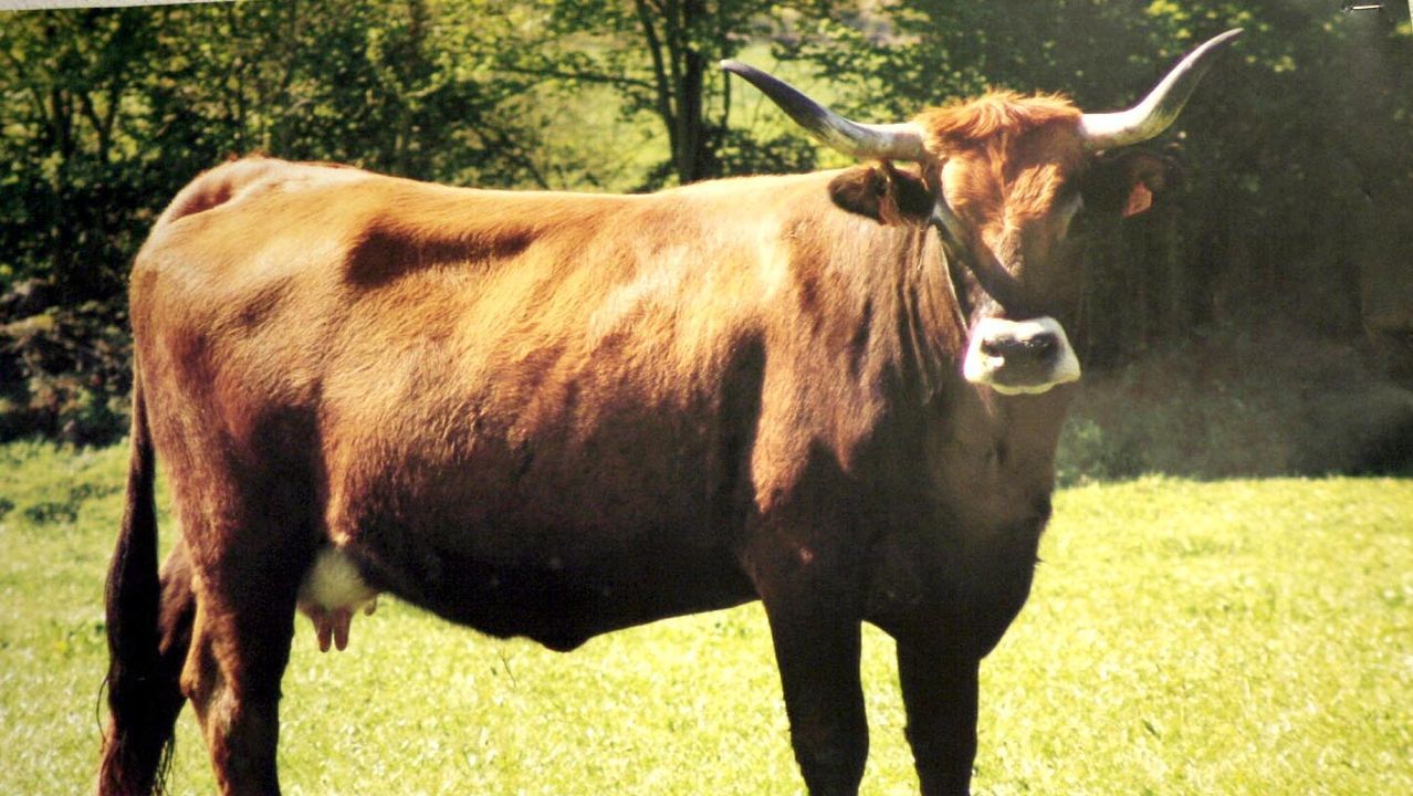 Galicia, la ONU de las vacas