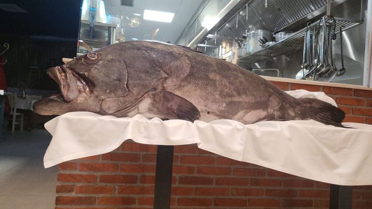 El «enorme» mero de 54 kilos que se sirve por raciones en un ...
