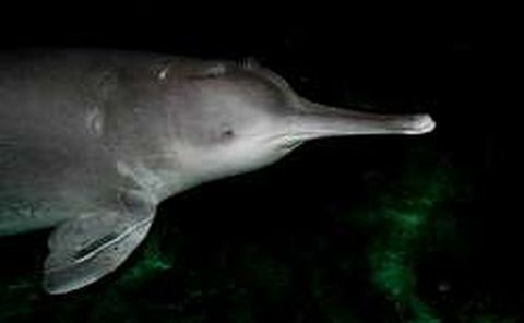 Temen que se haya extinguido el delfín blanco, una de las dos especies ...