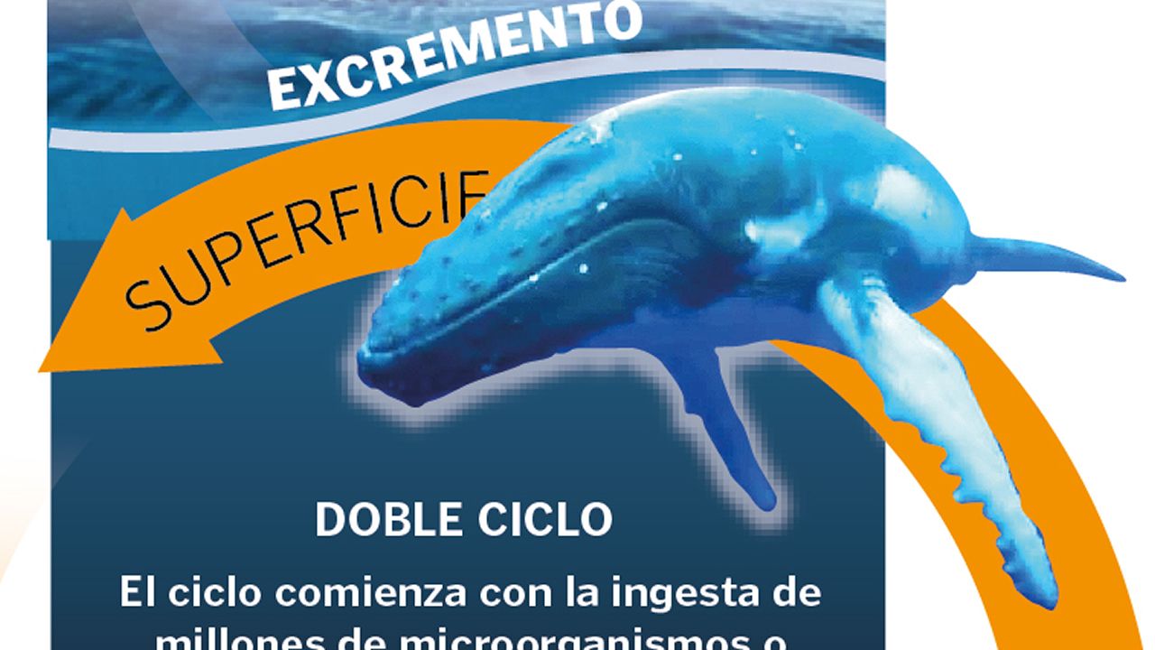 Las ballenas ayudan a combatir el cambio climático