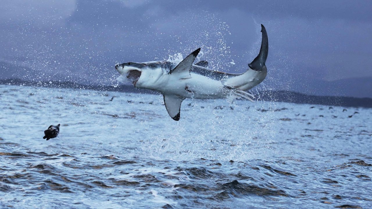 La increíble instantánea del salto de un tiburón blanco