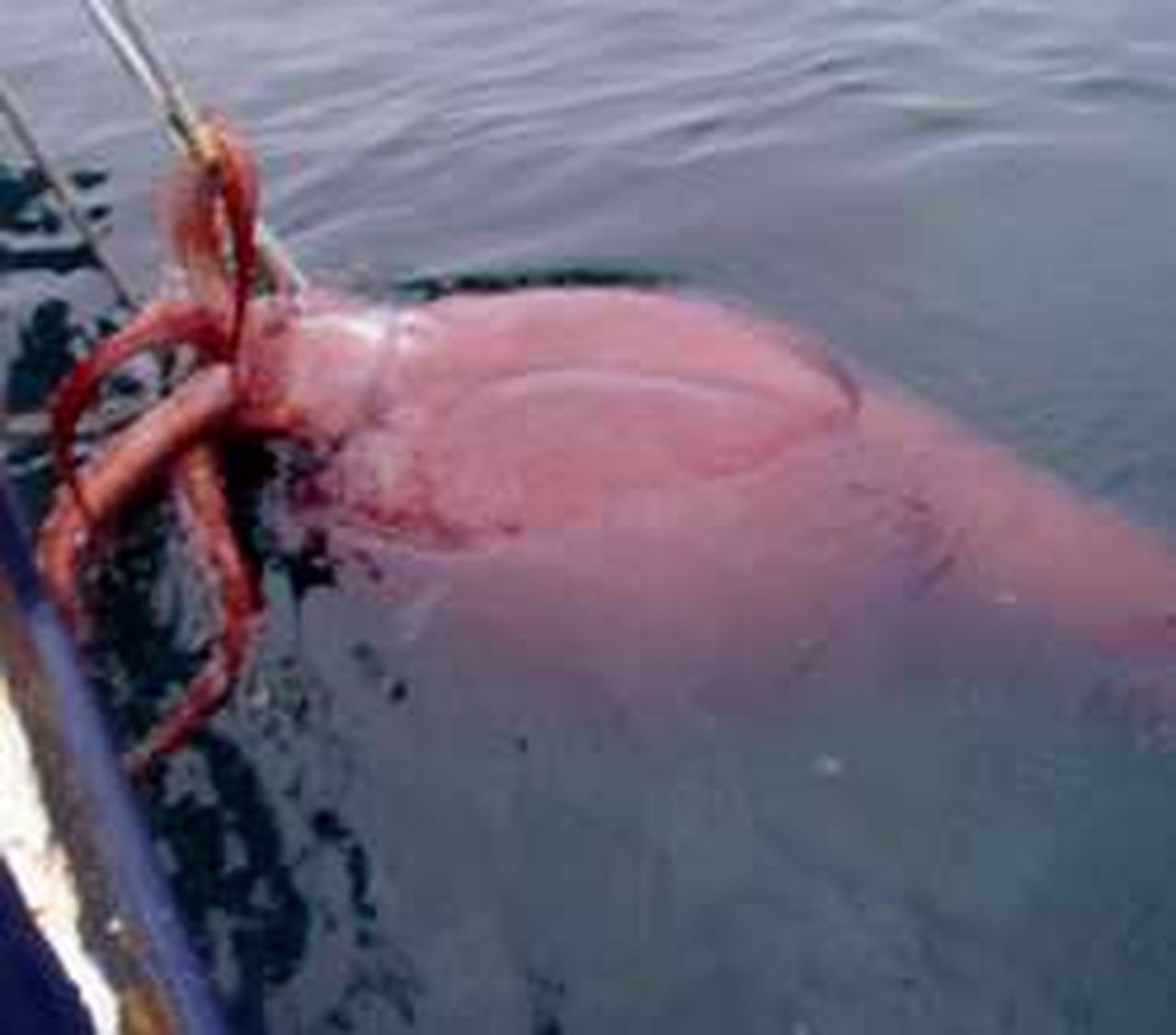 Pescan el calamar más grande del mundo