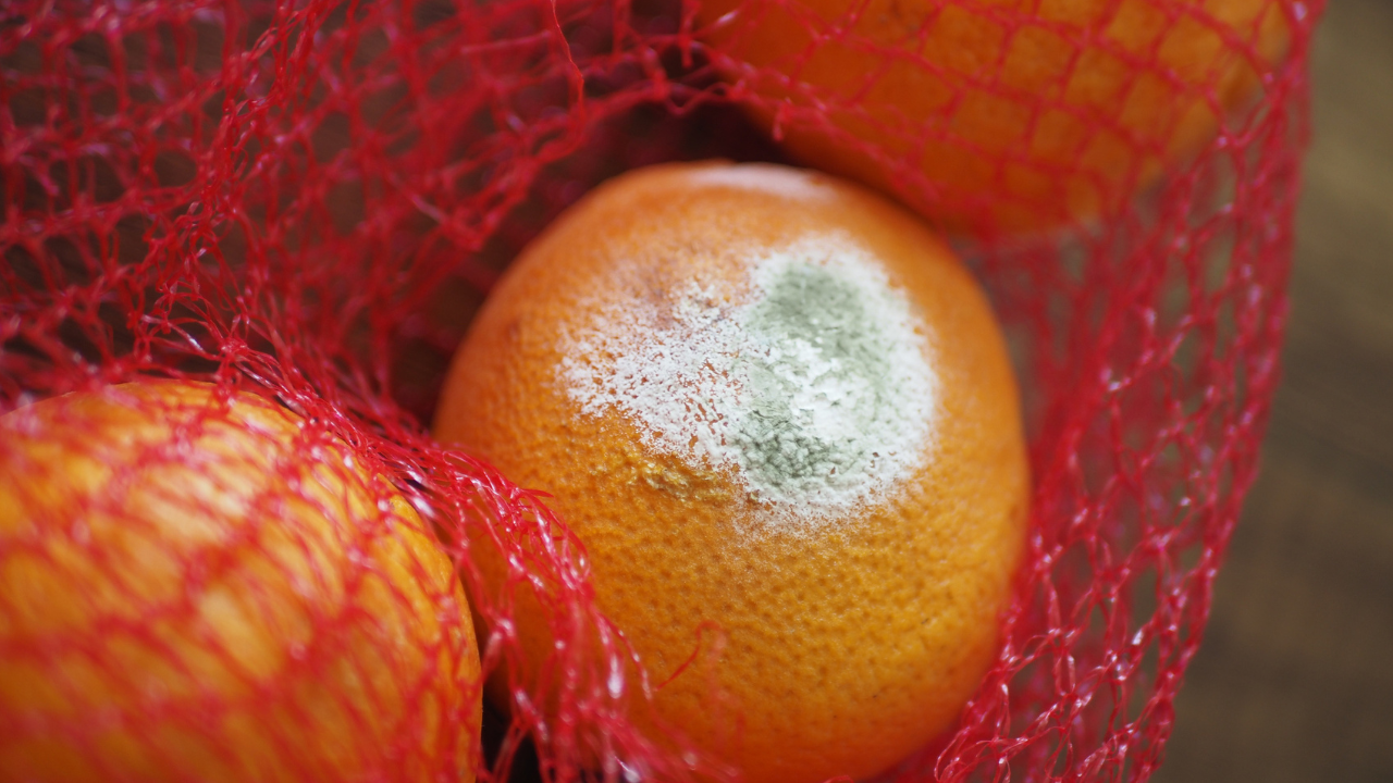El moho en los alimentos es solo la punta del iceberg: «La mancha ...