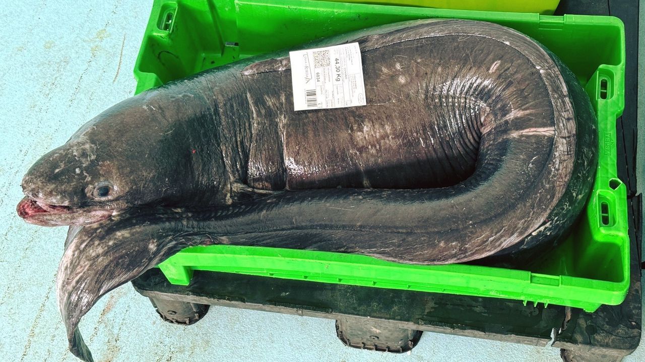 Un congrio de 44,3 kilos desembarca en la lonja de Ribeira
