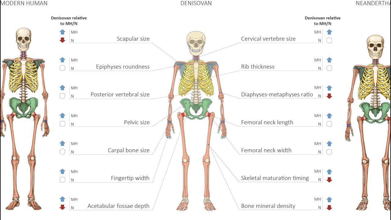 Así eran nuestros primos los denisovanos