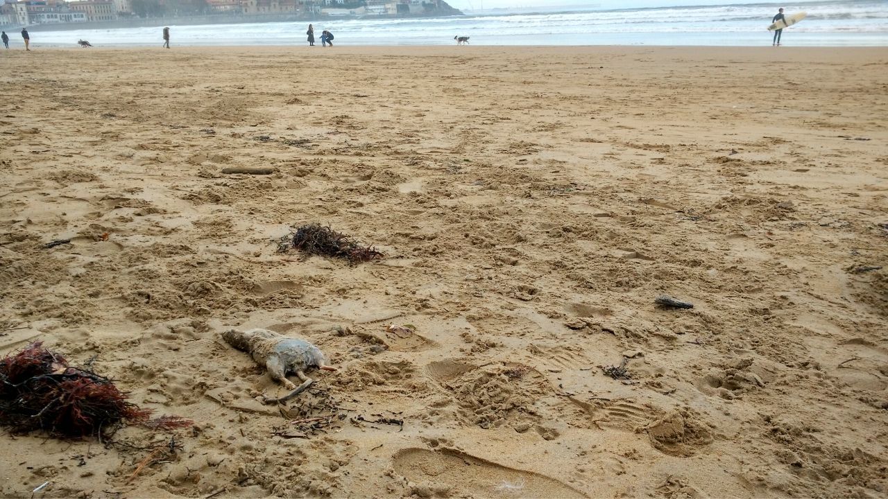 Más ratas muertas en la playa de San Lorenzo