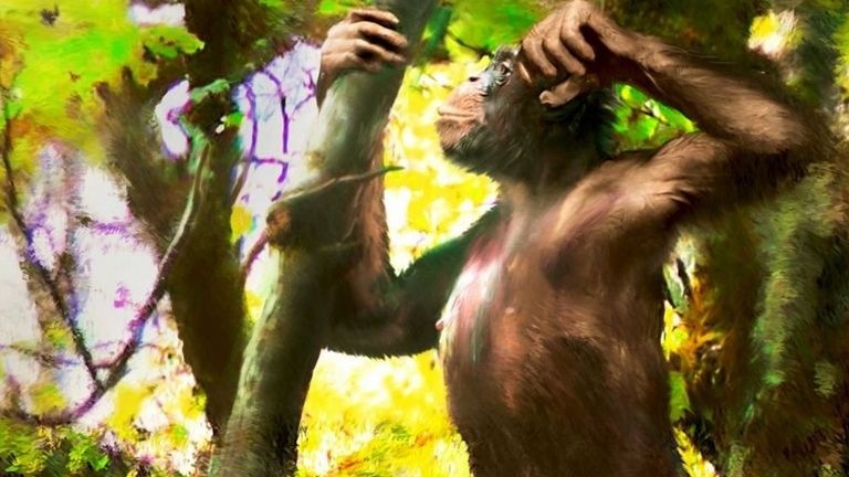 El hallazgo de una nueva especie de simio reescribe la historia sobre ...