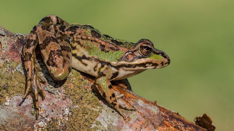 ¿Sabes diferenciar las ranas del río Umia? En Caldas te lo enseñan