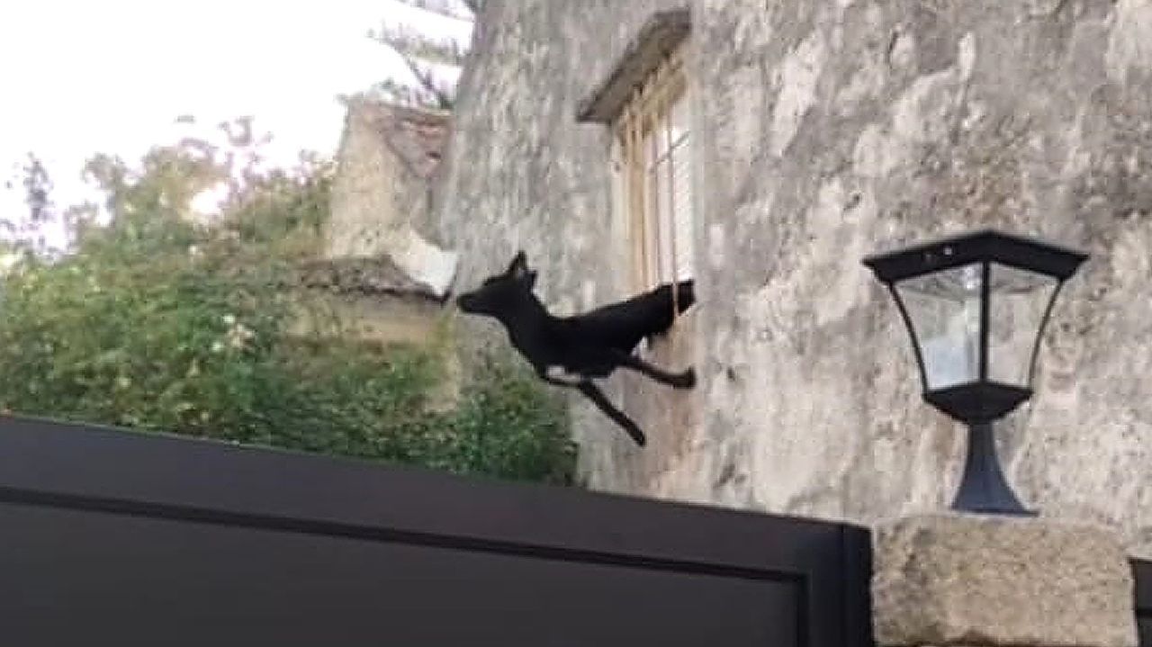Rescatan a un perro colgado de la ventana de una casa abandonada en ...