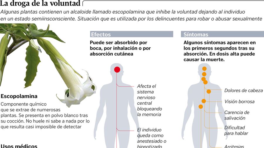 Así actúa la burundanga, la droga de la voluntad