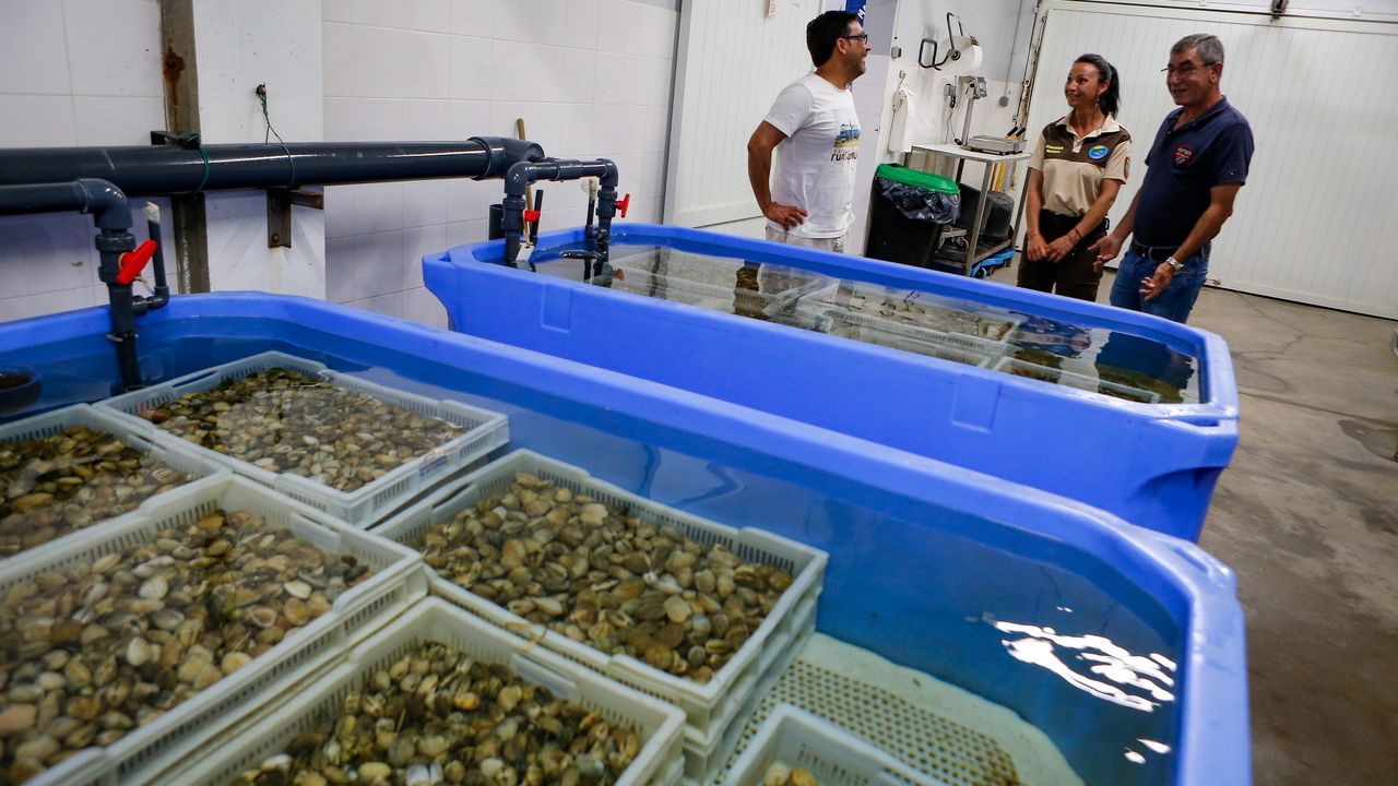 El medio centenar de cooperativas de Barbanza factura 21,5 millones