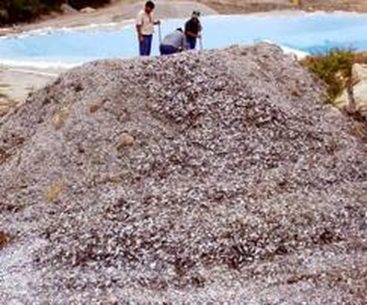 Las conserveras construirán la planta de tratamiento de concha en el 2001