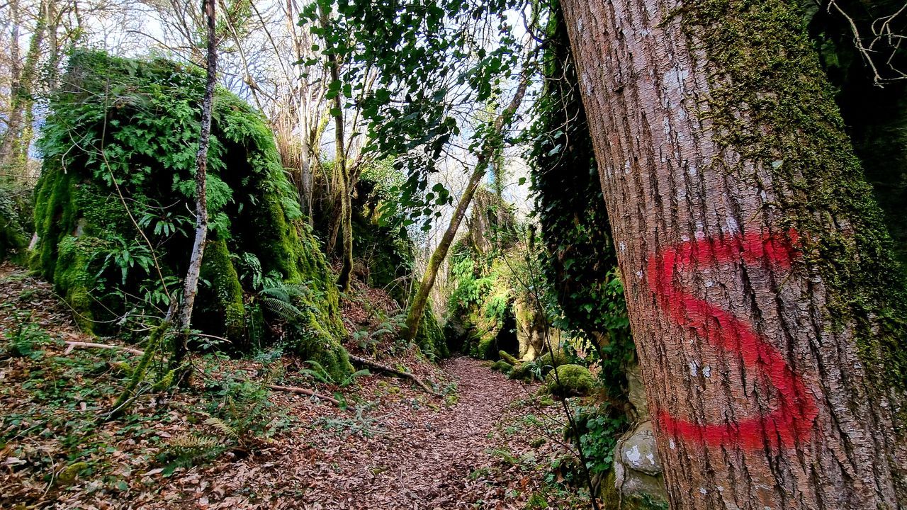 Os Grobos, un bosque con encanto que tiene dueños