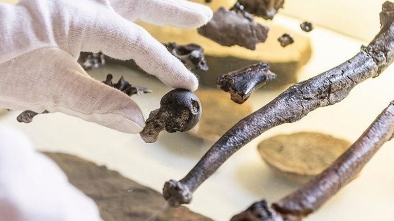 El hallazgo de una nueva especie de simio reescribe la historia sobre ...