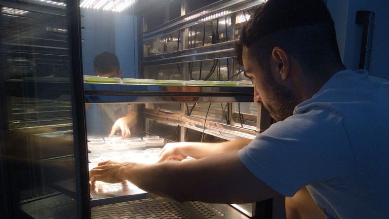 La caramiña, una planta clave para estabilizar dunas y resistir la erosión