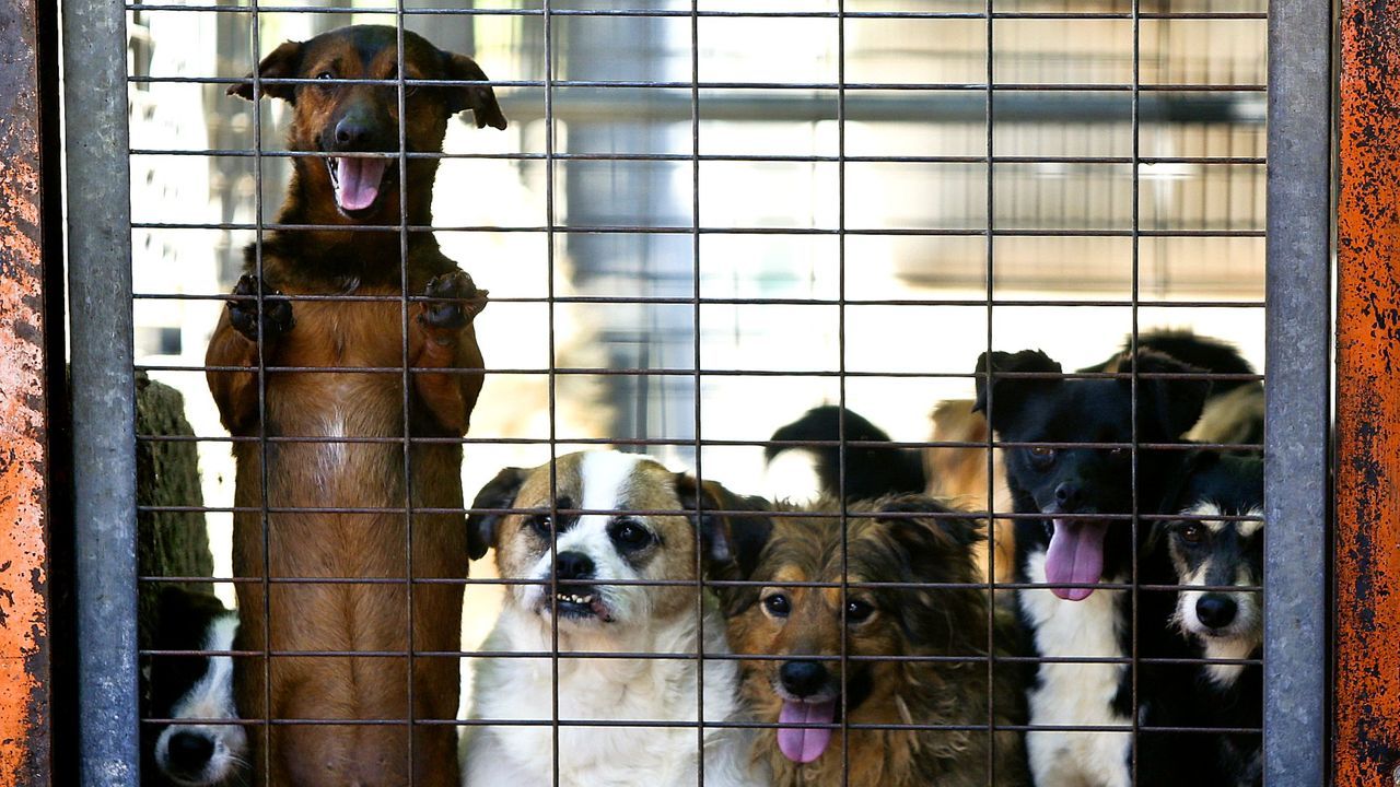 La perrera reduce sus adopciones al 100% pero sigue el abandono de mascotas