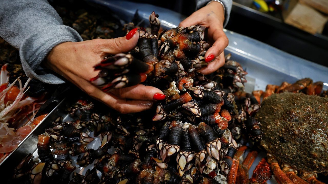 El percebe, la épica y el conflicto