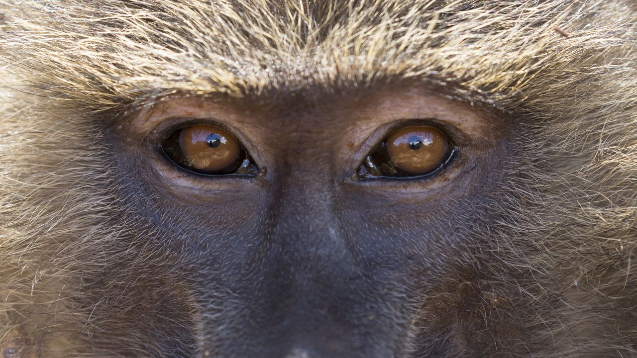 El mayor estudio sobre el ADN de los primates ofrece las claves sobre ...