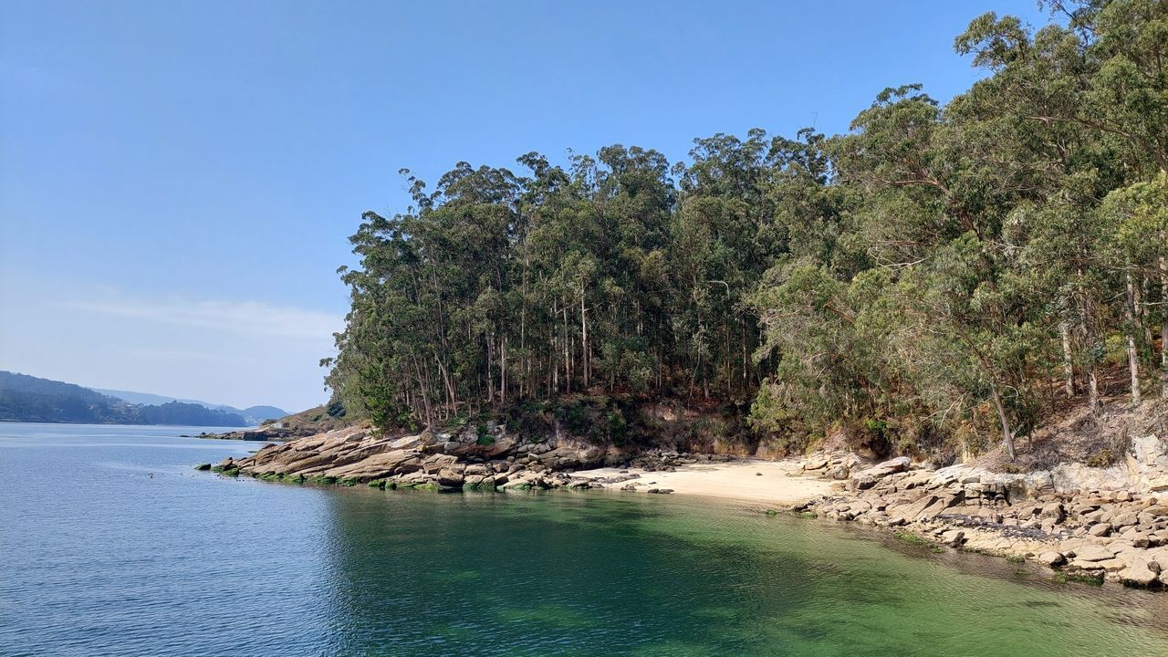 Un estudio duplica la cifra de especies botánicas que alberga la Illa ...