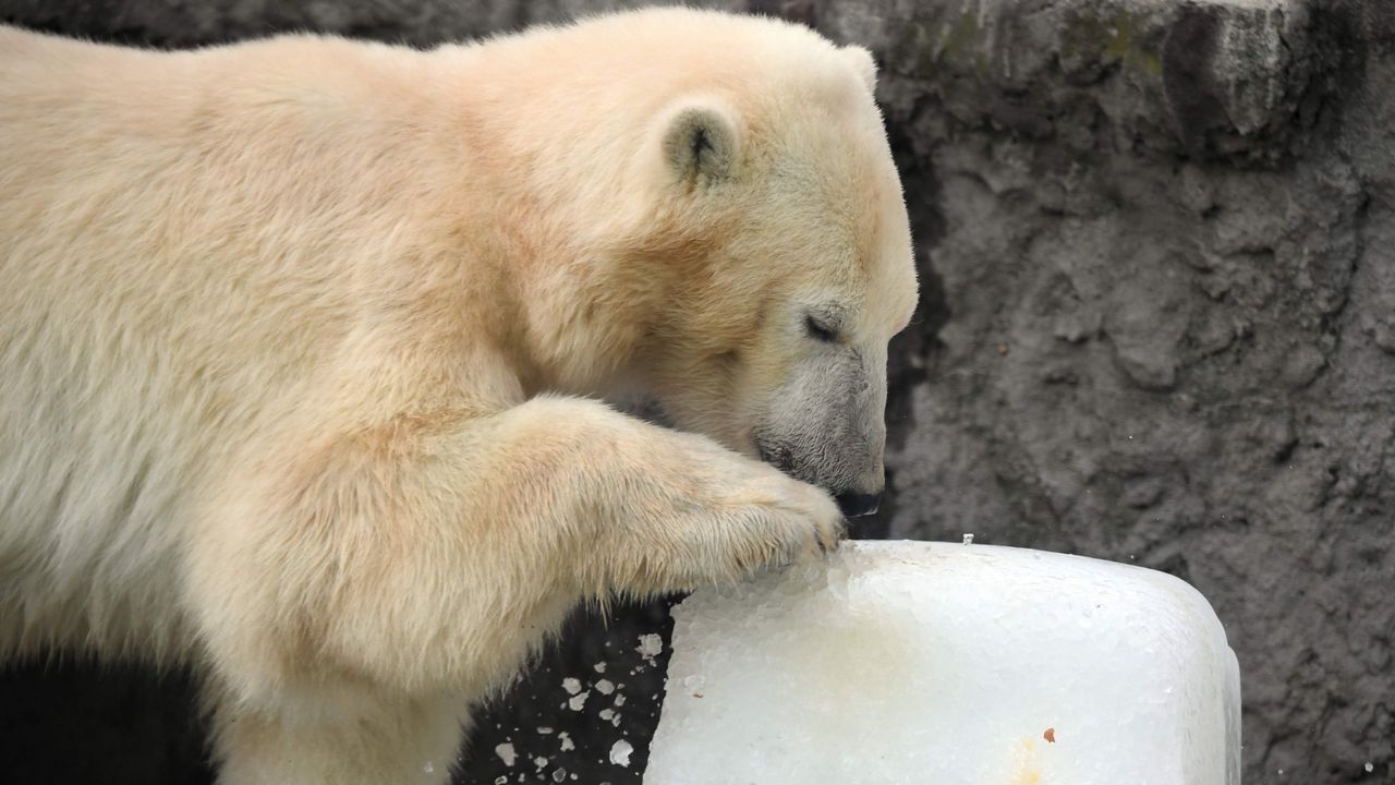 60 osos polares atrapados en el Ártico