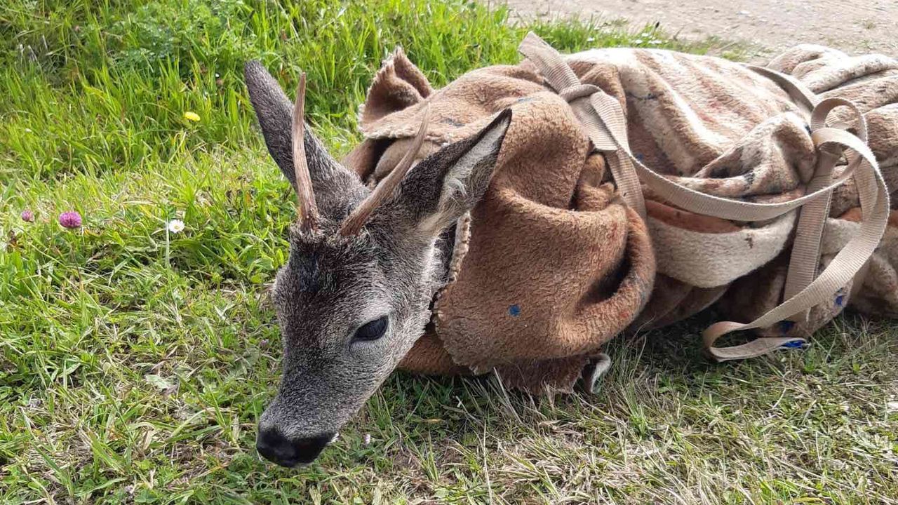 Rescatado del mar un corzo asustadizo en Ribadeo