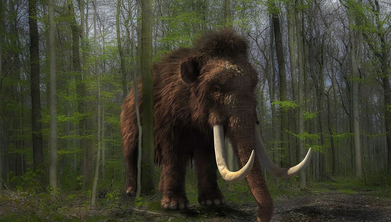 Mamut, oso cavernario o leopardo: la dieta del hombre prehistórico ...