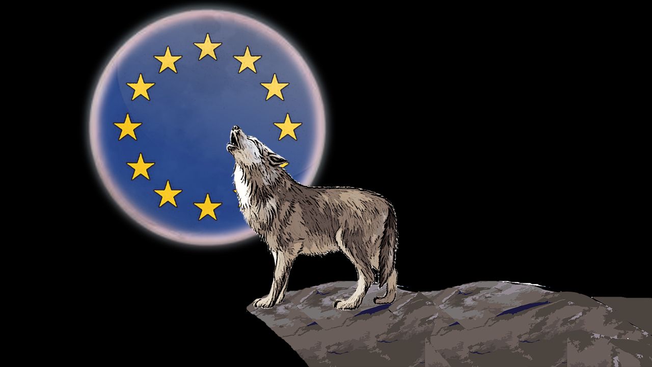 A UE teme o lobo nun futuro que xa é presente en Galicia