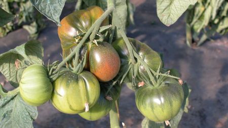 Manual para sacarle partido al tomate en temporada