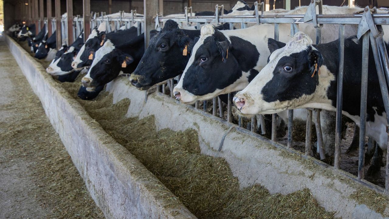 Las granjas de vacuno ya no tendrán que estar a una distancia de 500 metros