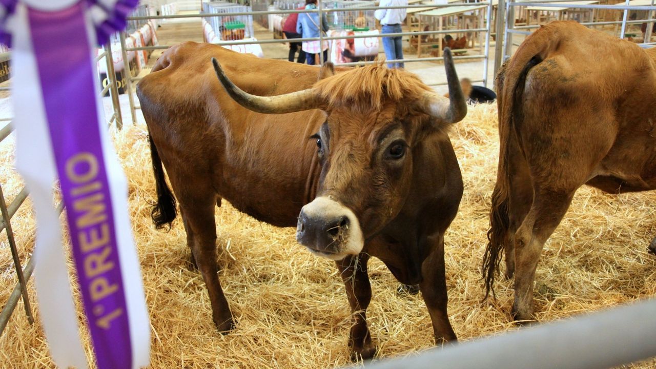 Galicia, la ONU de las vacas