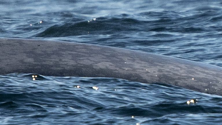 El verano de las ballenas en Galicia