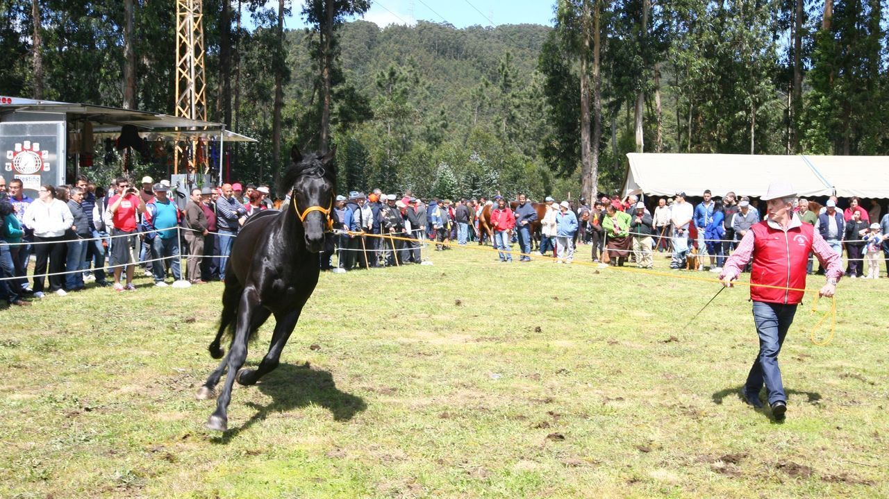 Es la XXV Feira Nacional de Gando Cabalar en Lago (Xove) este domingo