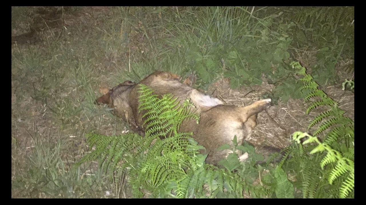 ¿Quién recoge este perro muerto?