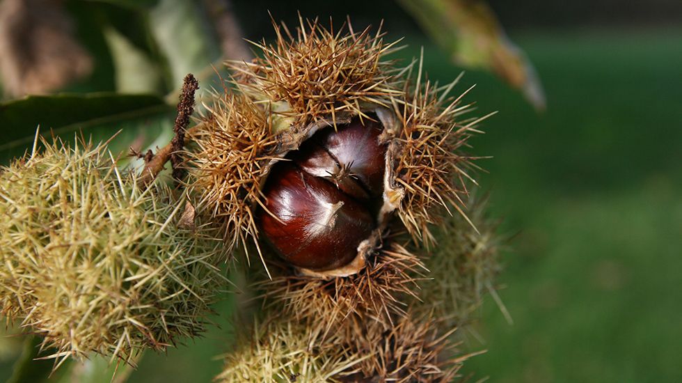 Castañazo a la cosecha de castañas