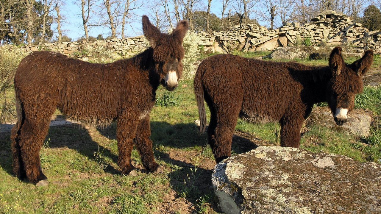 La leche de burra, más parecida a la leche materna que la de vaca