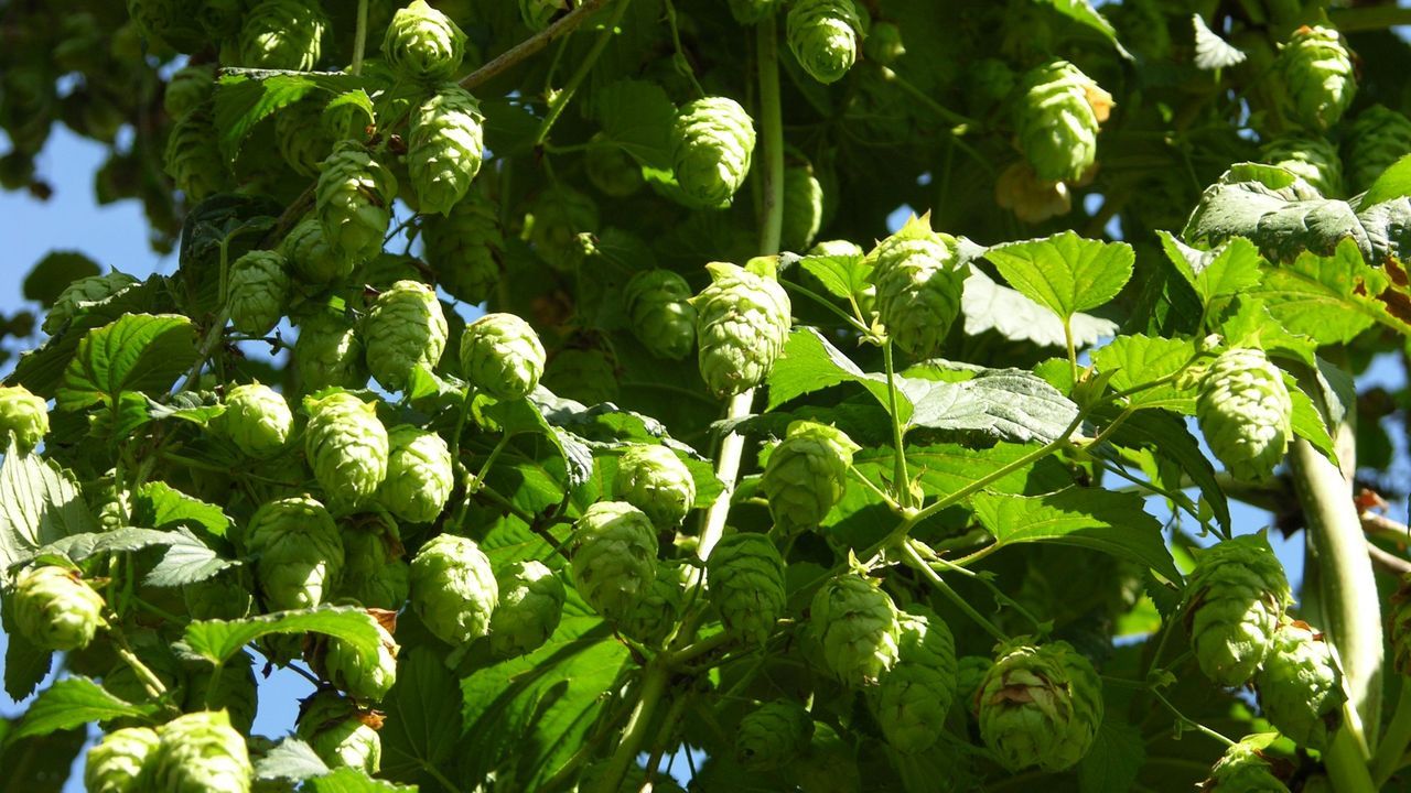 ¿Qué hay que saber para cultivar lúpulo?