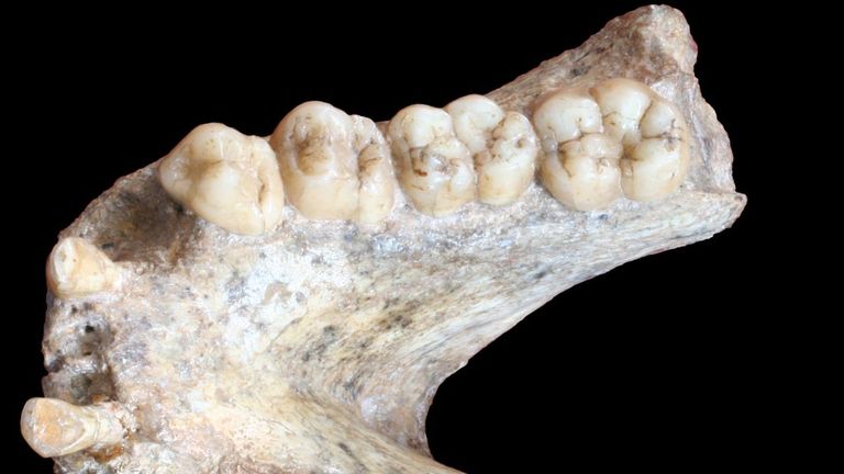 Resuelto el misterio del «Gigantopithecus», el simio gigante de más de ...