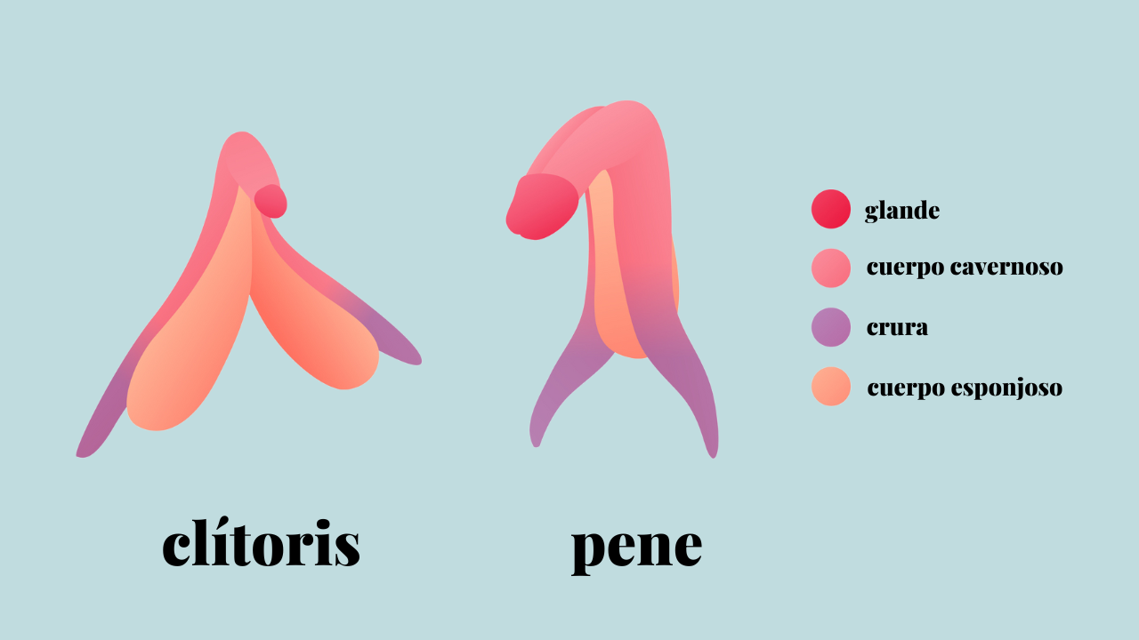 La historia del clítoris, redescubierto una y otra vez: expertos mundiales analizan lo que se ...