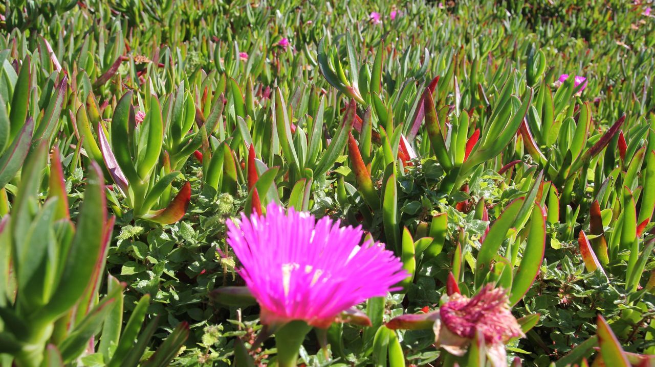 Convocan una actividad para eliminar flora invasora en Traba de Laxe