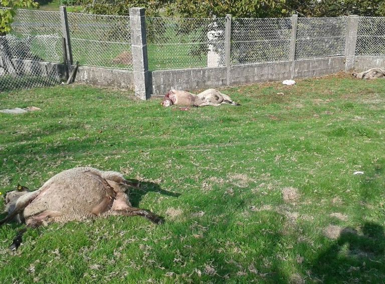Localizan cinco ovejas muertas en A Estrada