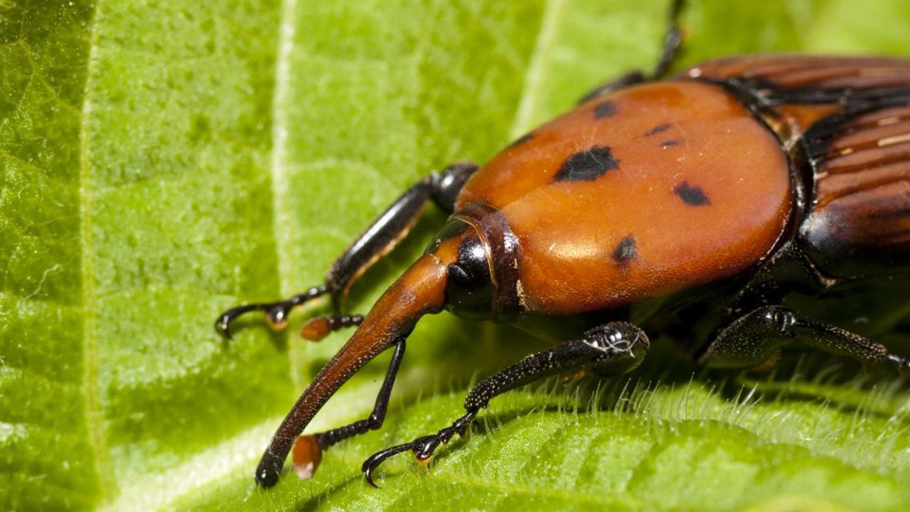 El picudo rojo, una especie invasora, obliga a talar una palmera en Gijón